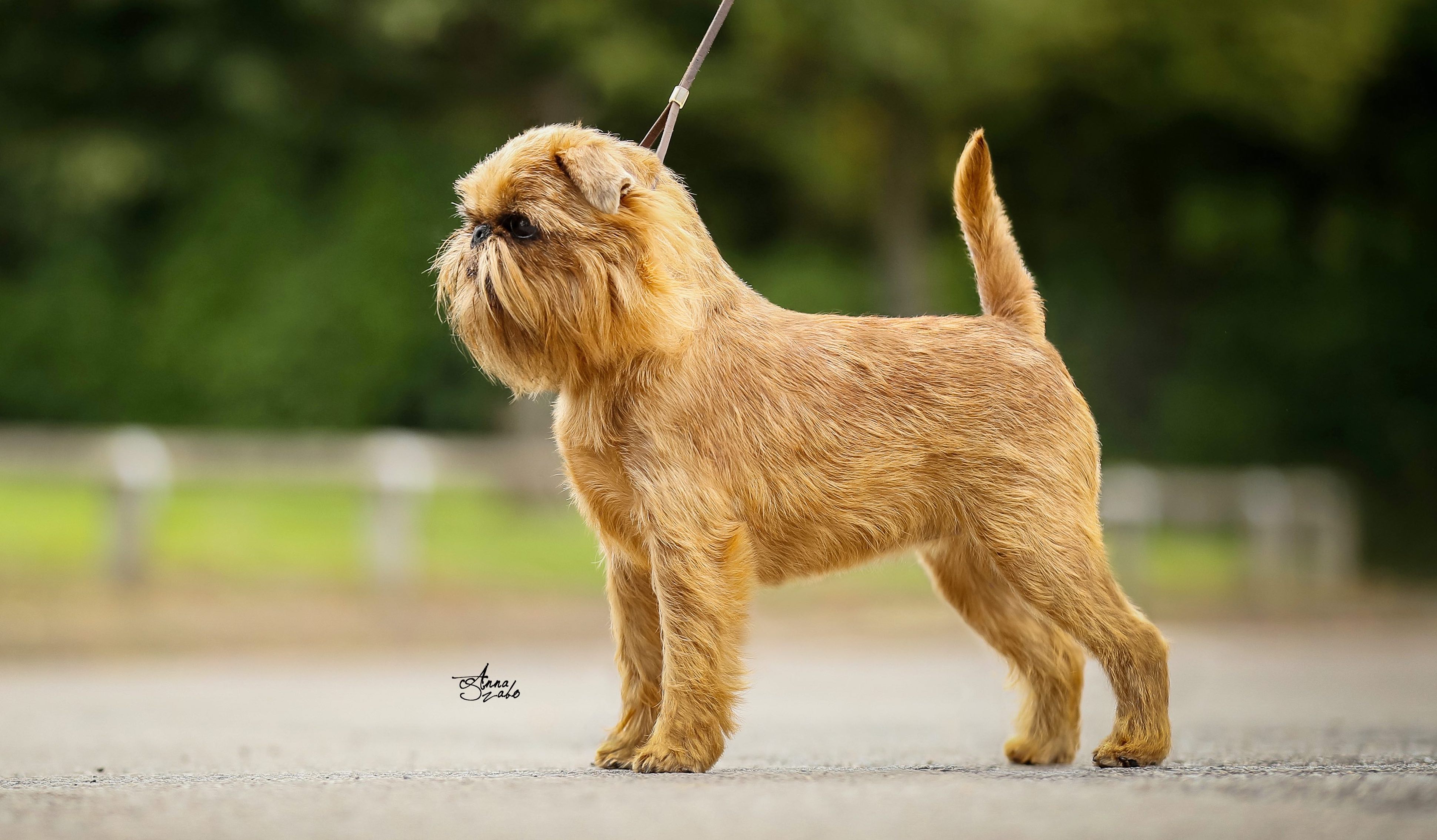 Griffonrasene – en del av NMHK